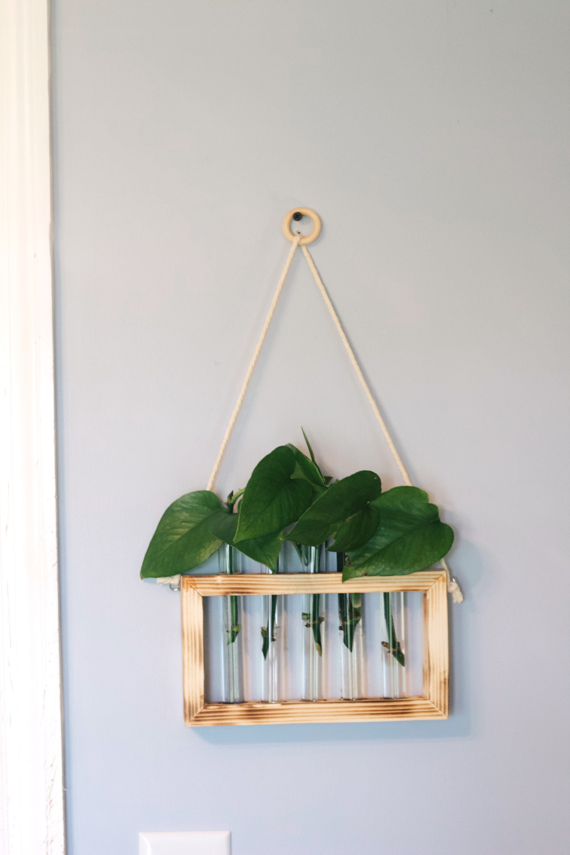 Hanging Plant Propagation Station Plant Propagation Tubes | Etsy