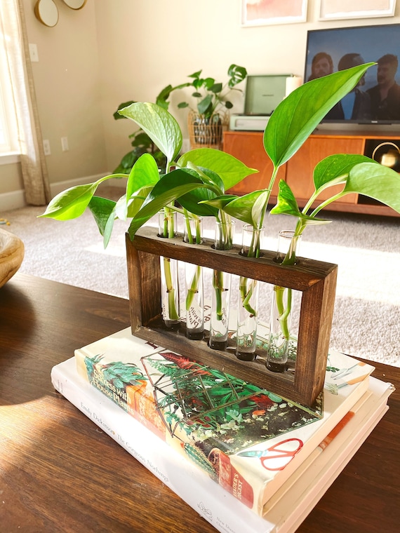 Propagation Station Plant Propagation Tubes Included - Etsy