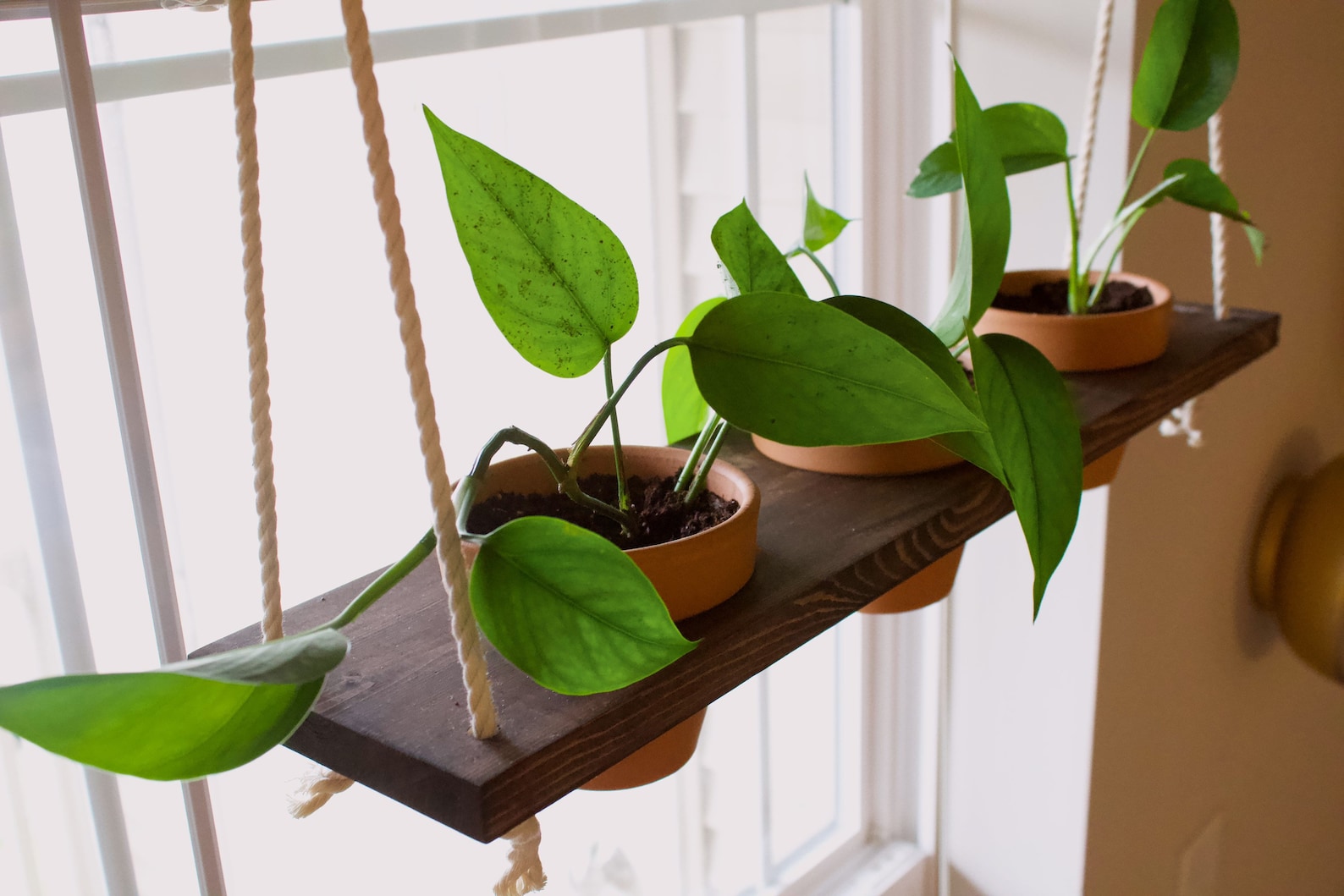 Hanging Plant Shelf Window Garden Shelves Tiered Plant - Etsy