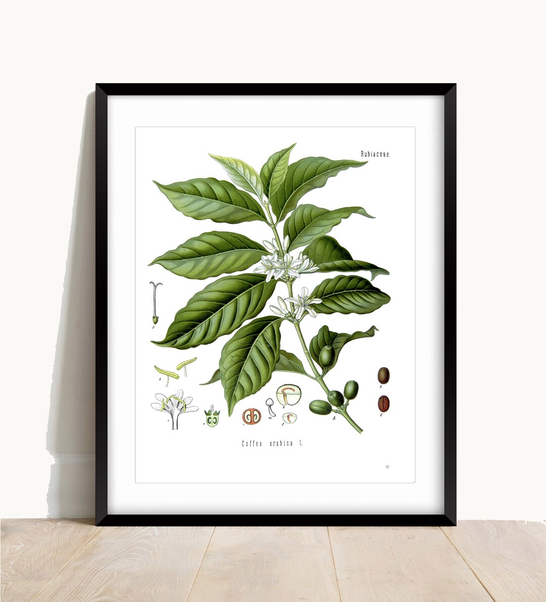 Vintage Coffee Plant Print: Botanical Kitchen Wall Art - Etsy UK
