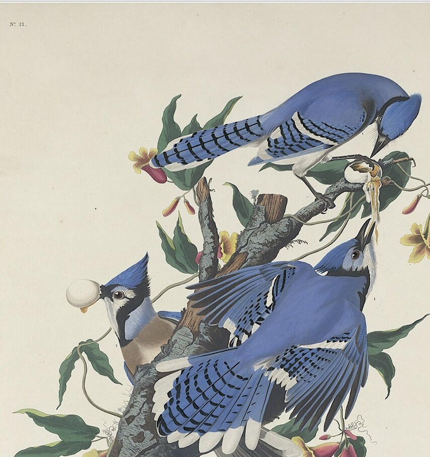 John James Audubon- Blue Jay | Vintage Art | Wall Art | Housewarming ...