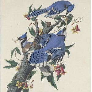 John James Audubon- Blue Jay | Vintage Art | Wall Art | Housewarming ...