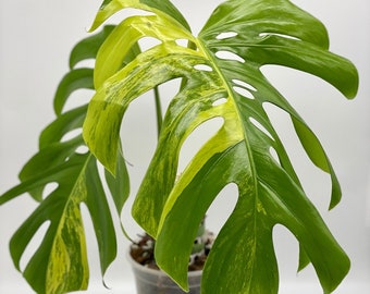 Large Form Monstera - Etsy