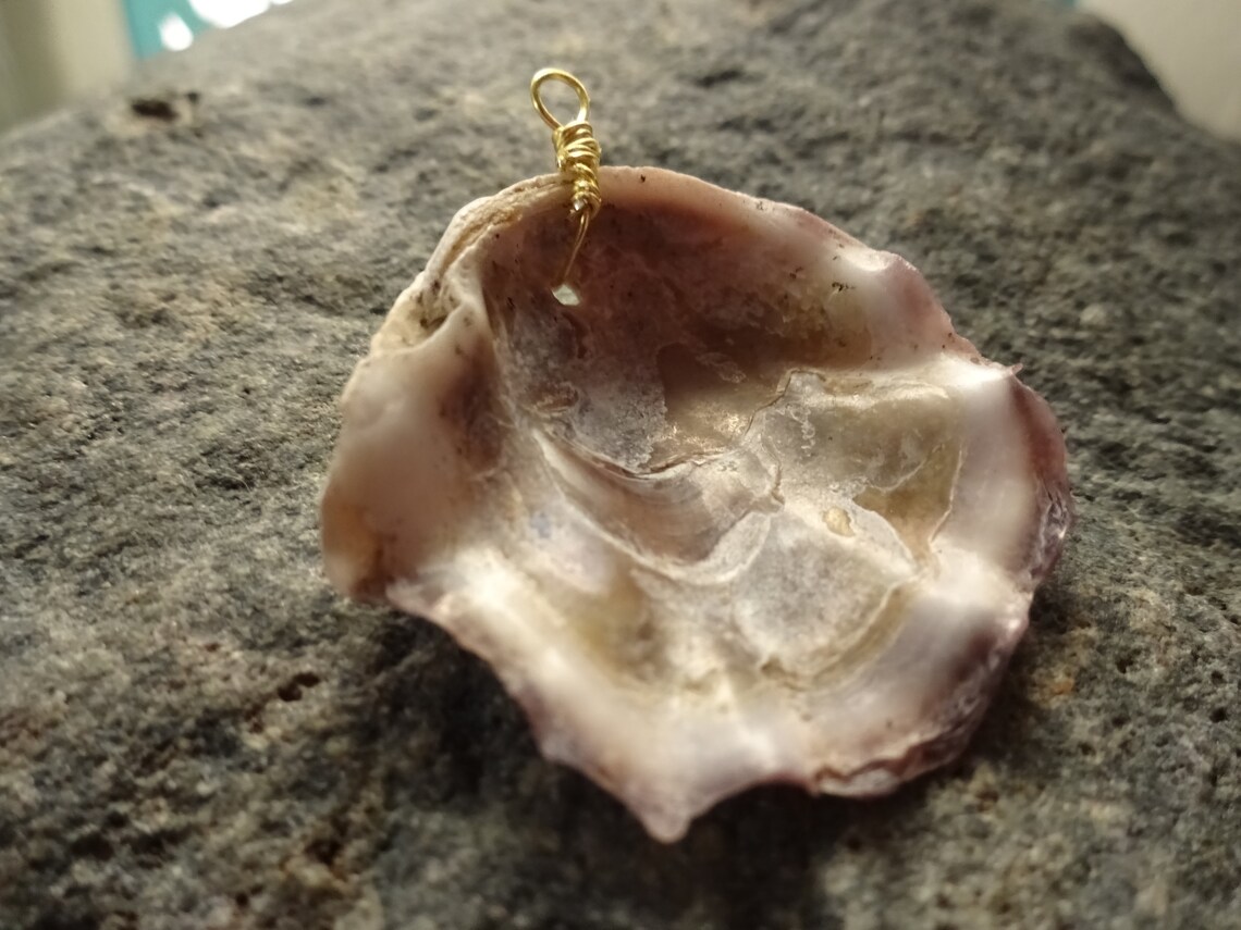 Washington State Coast Sea Shell | Etsy