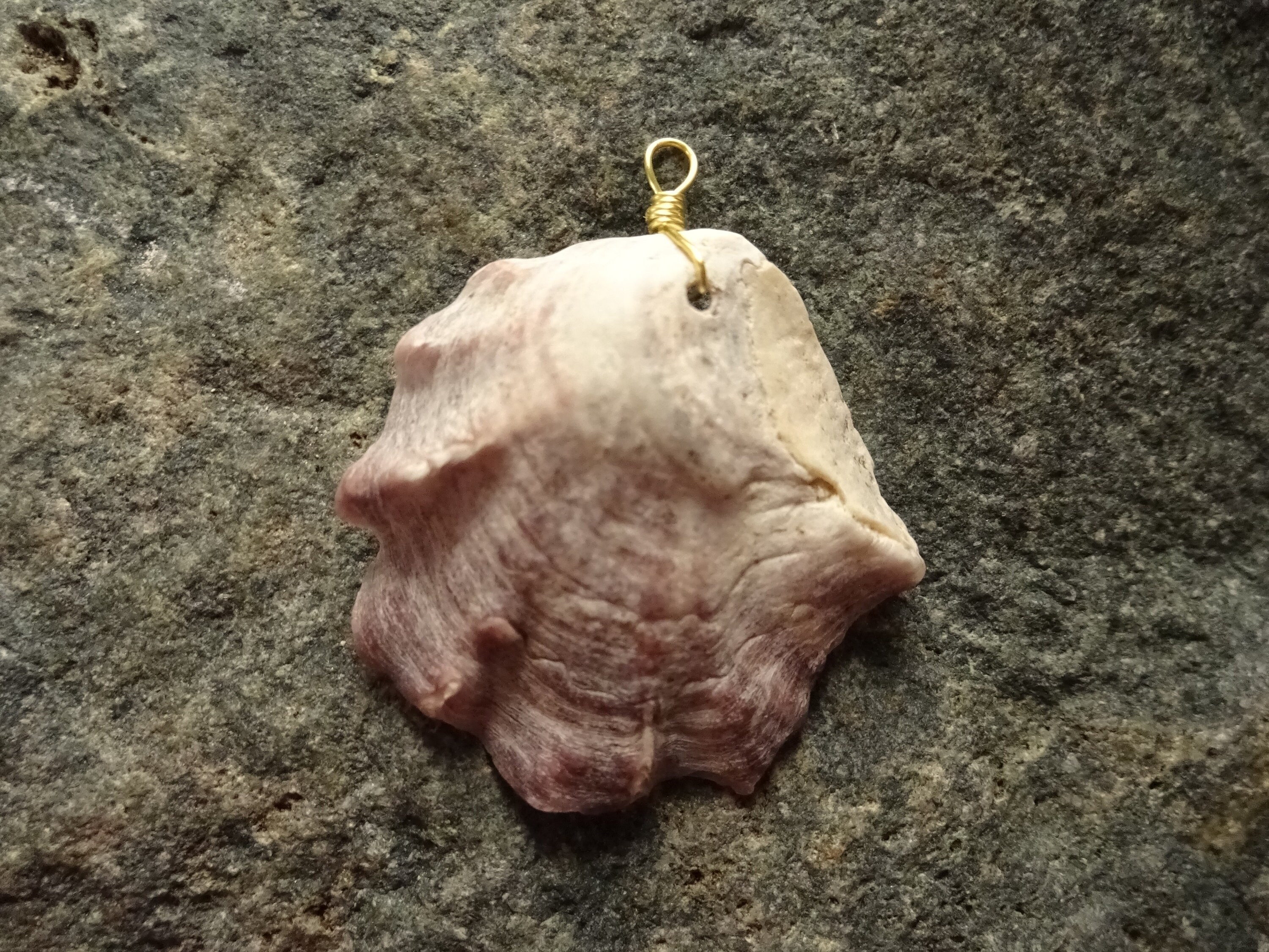 Washington State Coast Sea Shell | Etsy