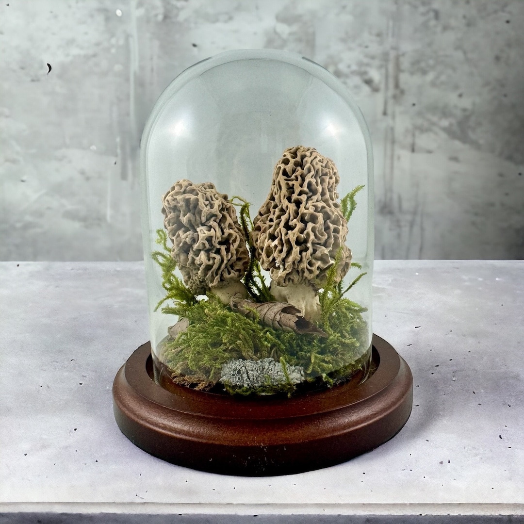 Real Morel Mushroom Specimen Glass Dome Cloche,mushroom Art,mushroom ...