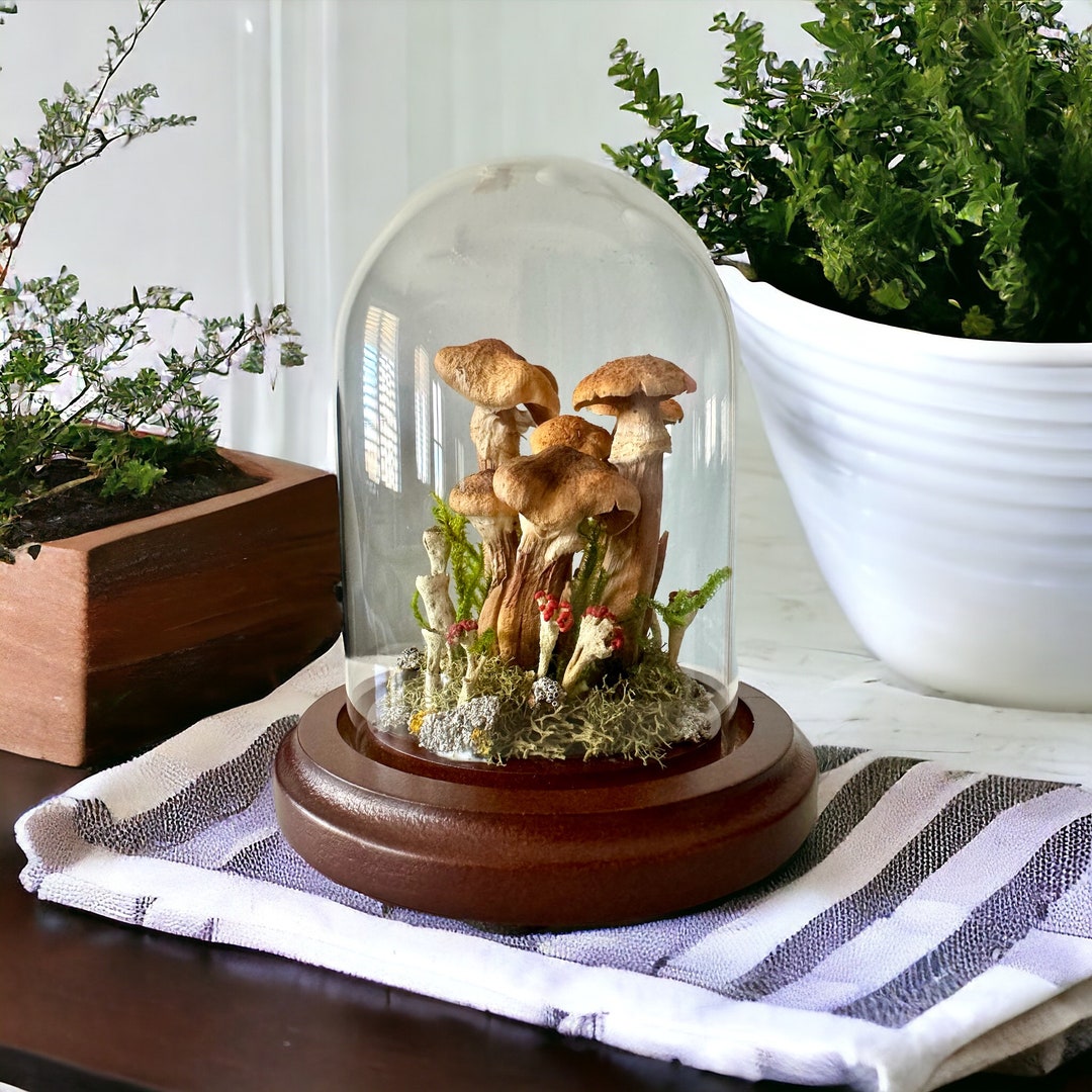 Real Mushroom Specimen Glass Dome Cloche,mushroom Art,mushroom Gifts ...