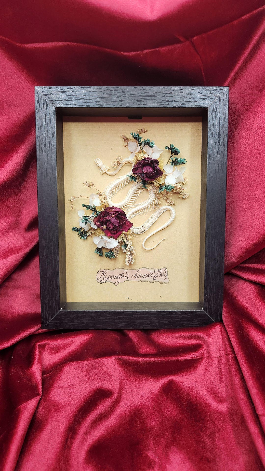 Snake Skeleton and Dried Flowers / Taxidermy / Frame / Bone - Etsy
