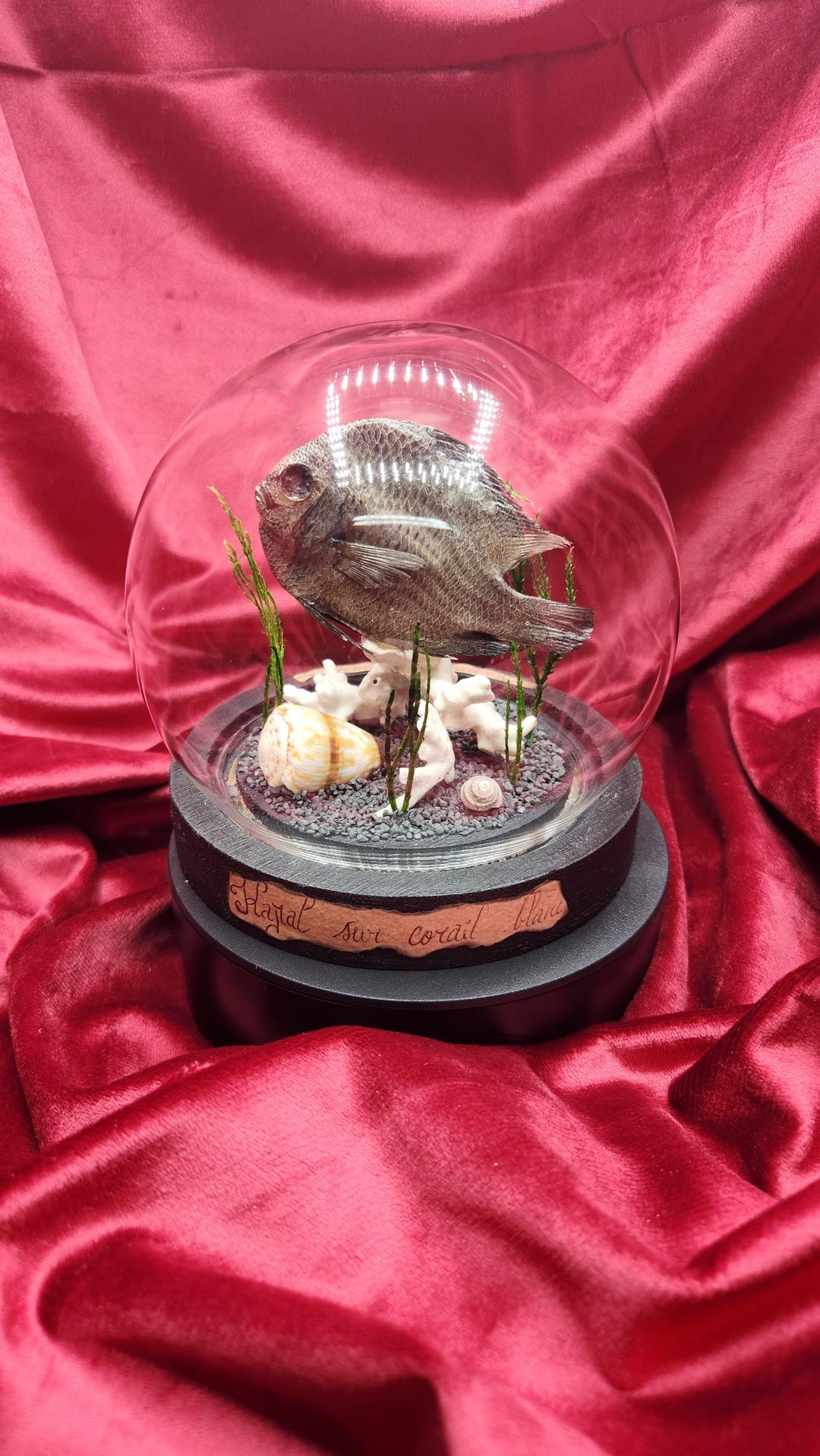 Real Kapal Fish and Luminous Globe taxidermy curiosity - Etsy