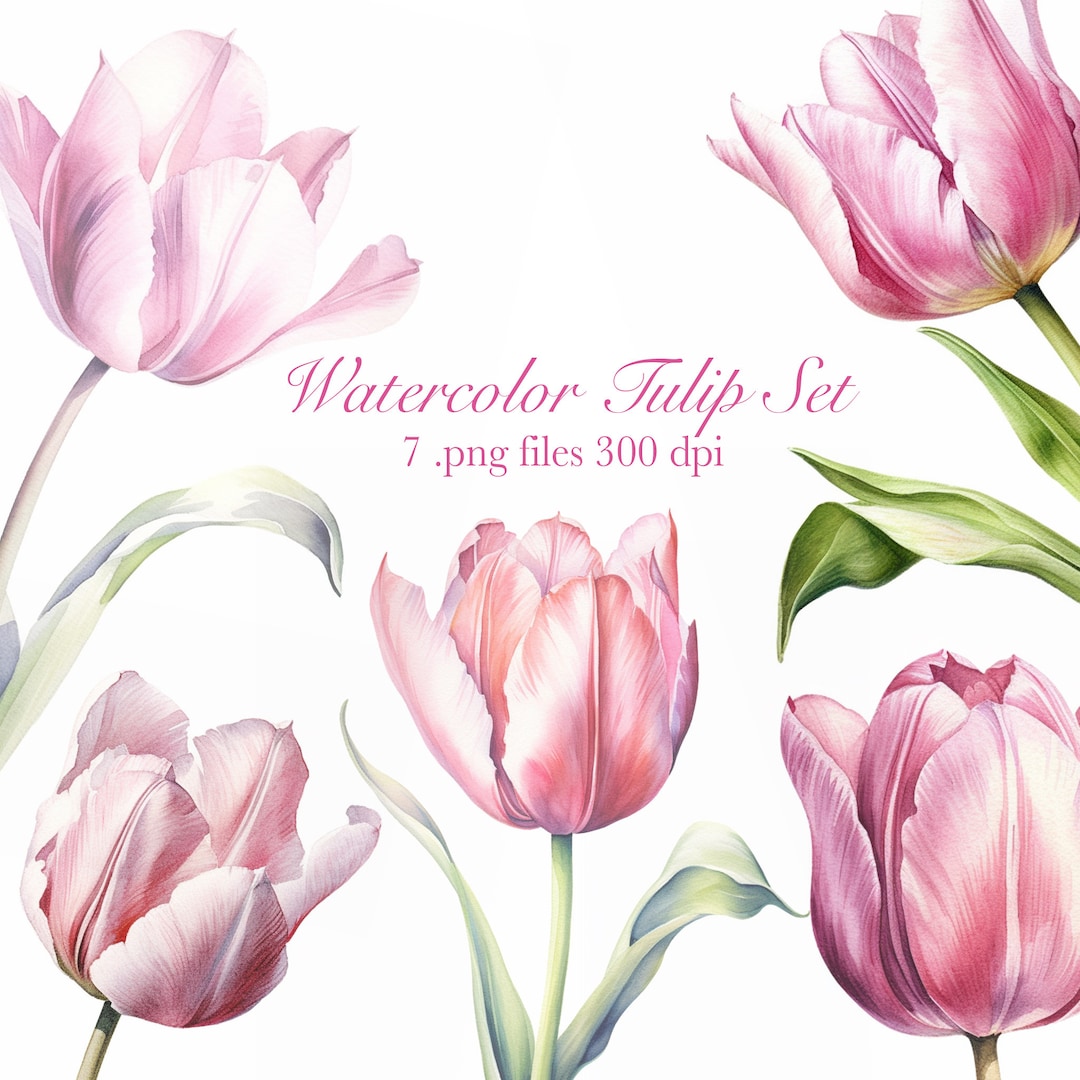 Watercolor Tulips Clipart PNG Set (7) - Etsy