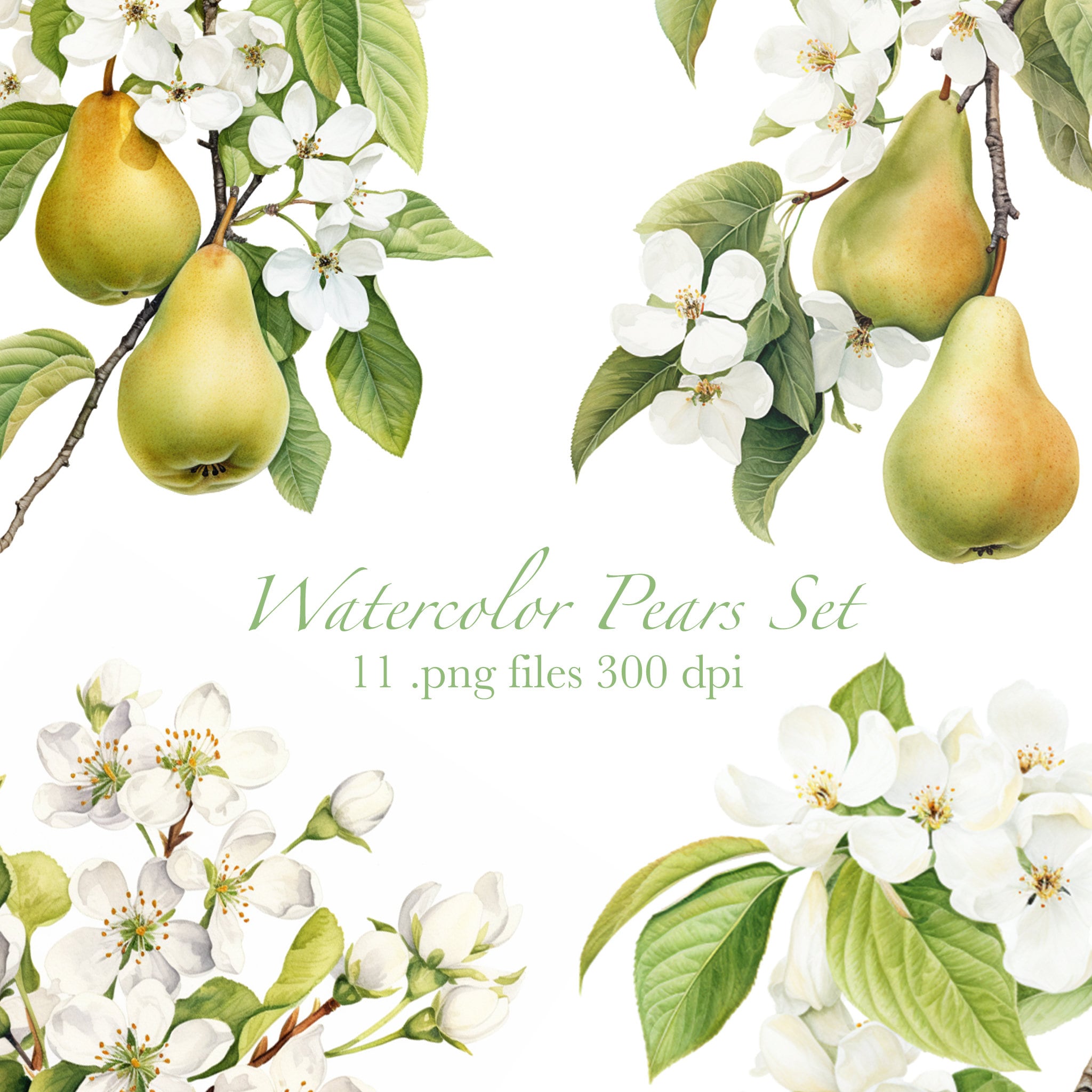 Watercolor Pears Clipart PNG Set (11) - Etsy