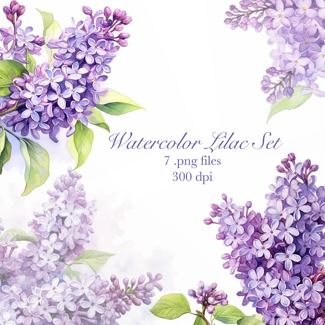 Watercolor Lilac Clip Art PNG Set (7) - Etsy