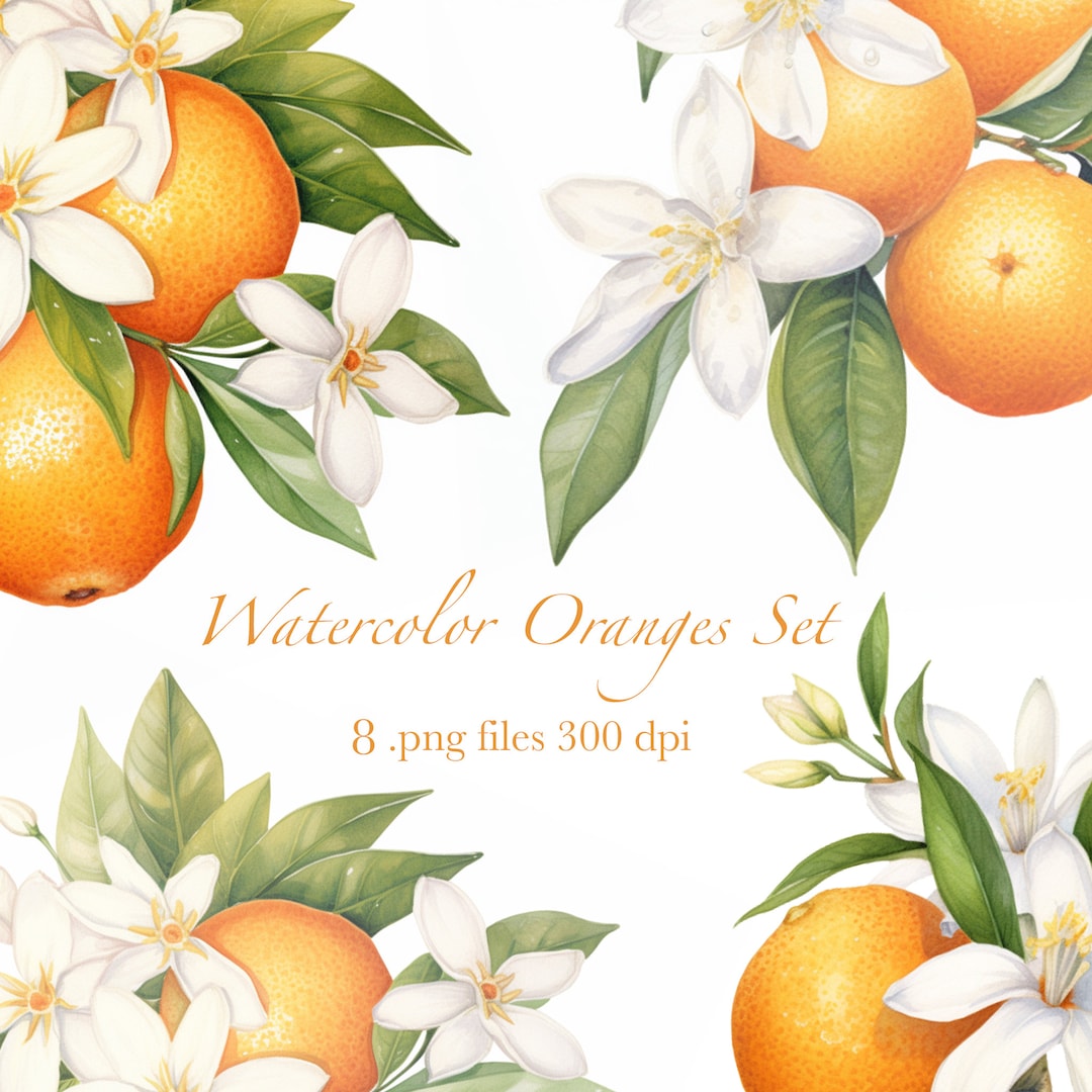 Watercolor Orange Blossom Clipart (8) PNG Set - Etsy