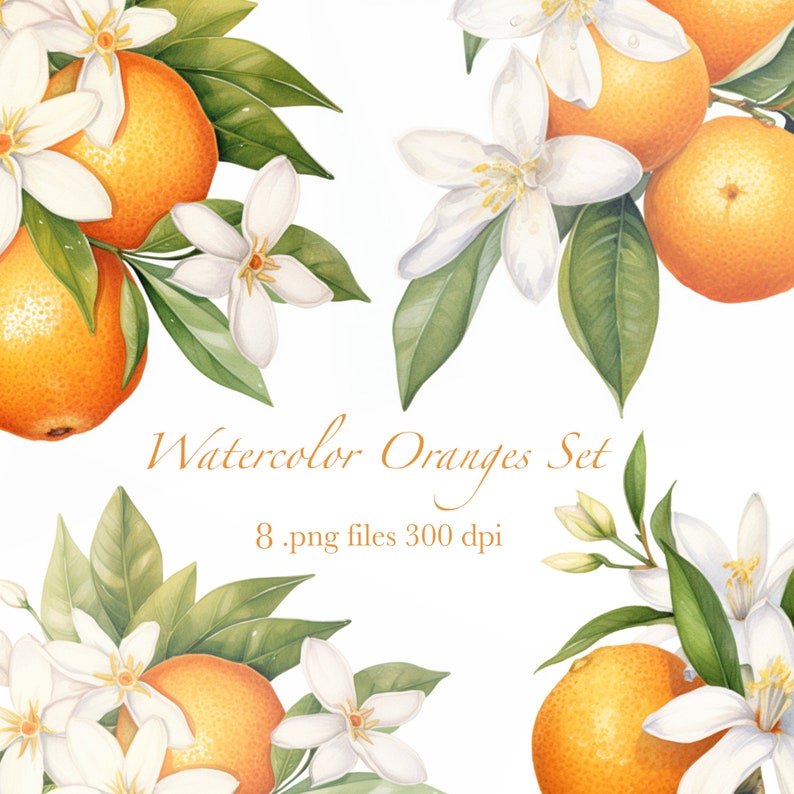 Watercolor Orange Blossom Clipart (8) PNG Set - Etsy