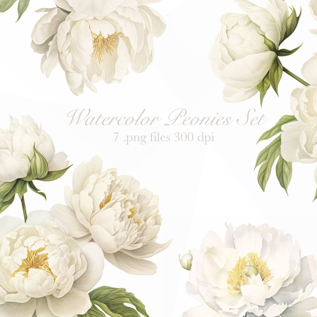 White Peonies Watercolor Clipart PNG Set (8) - Etsy