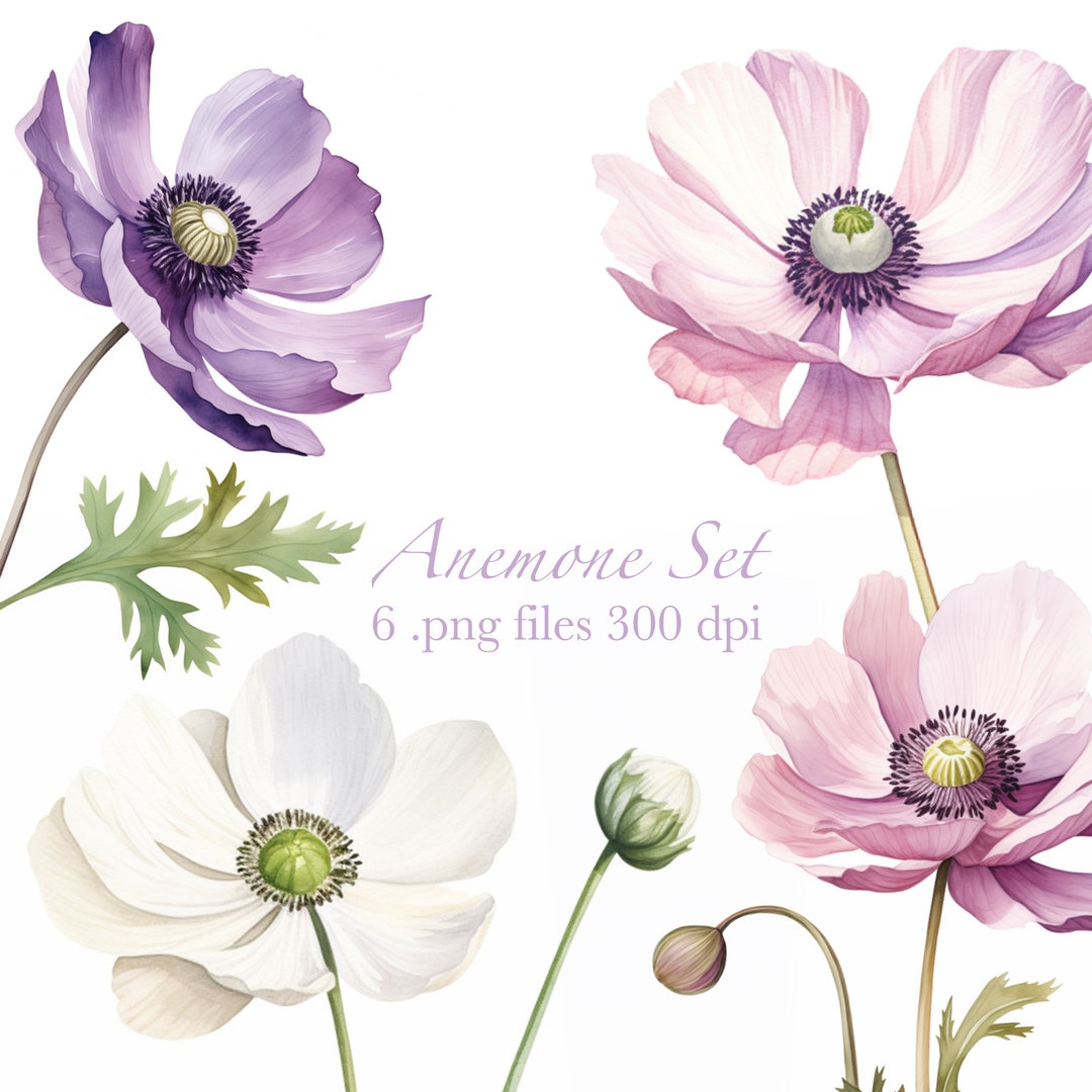 Watercolor Anemone Flower Cipart PNG Set (6) - Etsy