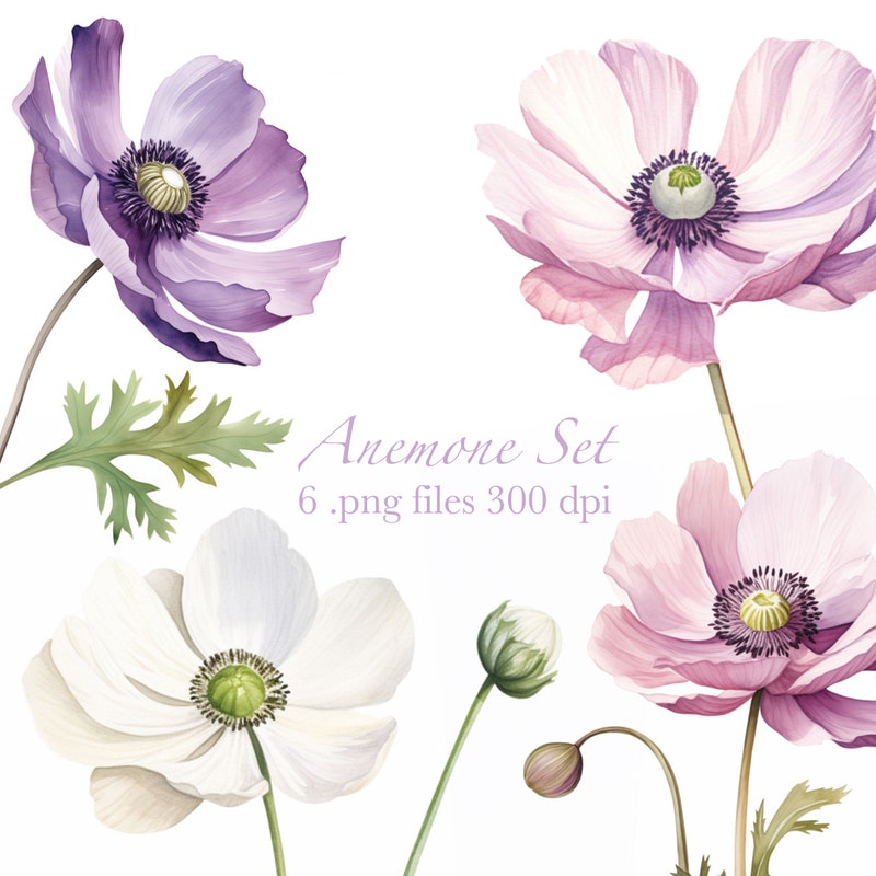 Watercolor Anemone - Etsy
