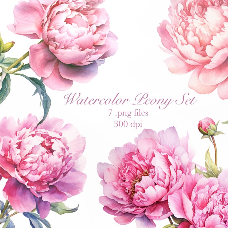 Watercolor Peony Clipart PNG Set (7) - Etsy