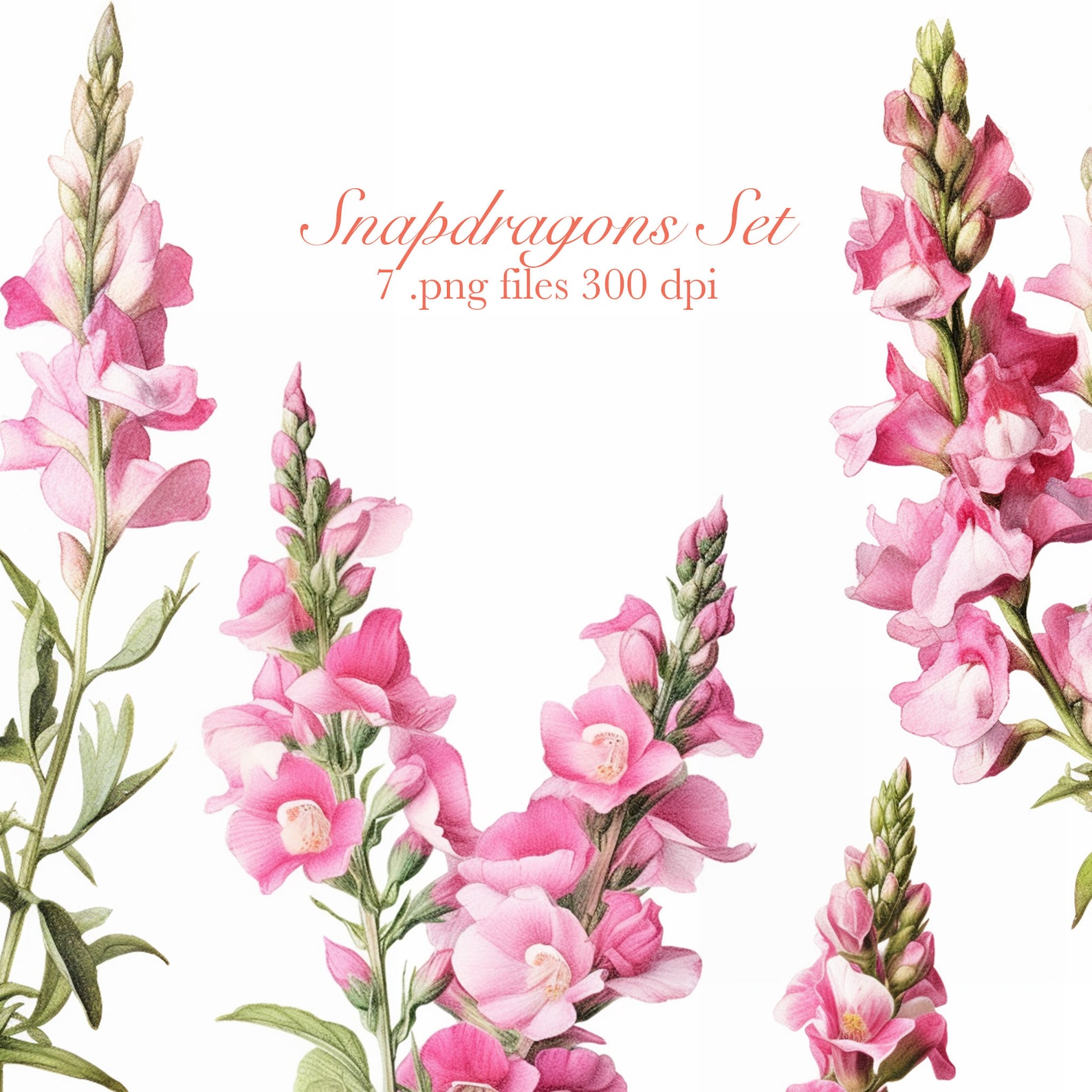 Watercolor Snapdragon Clipart PNG Set - Etsy