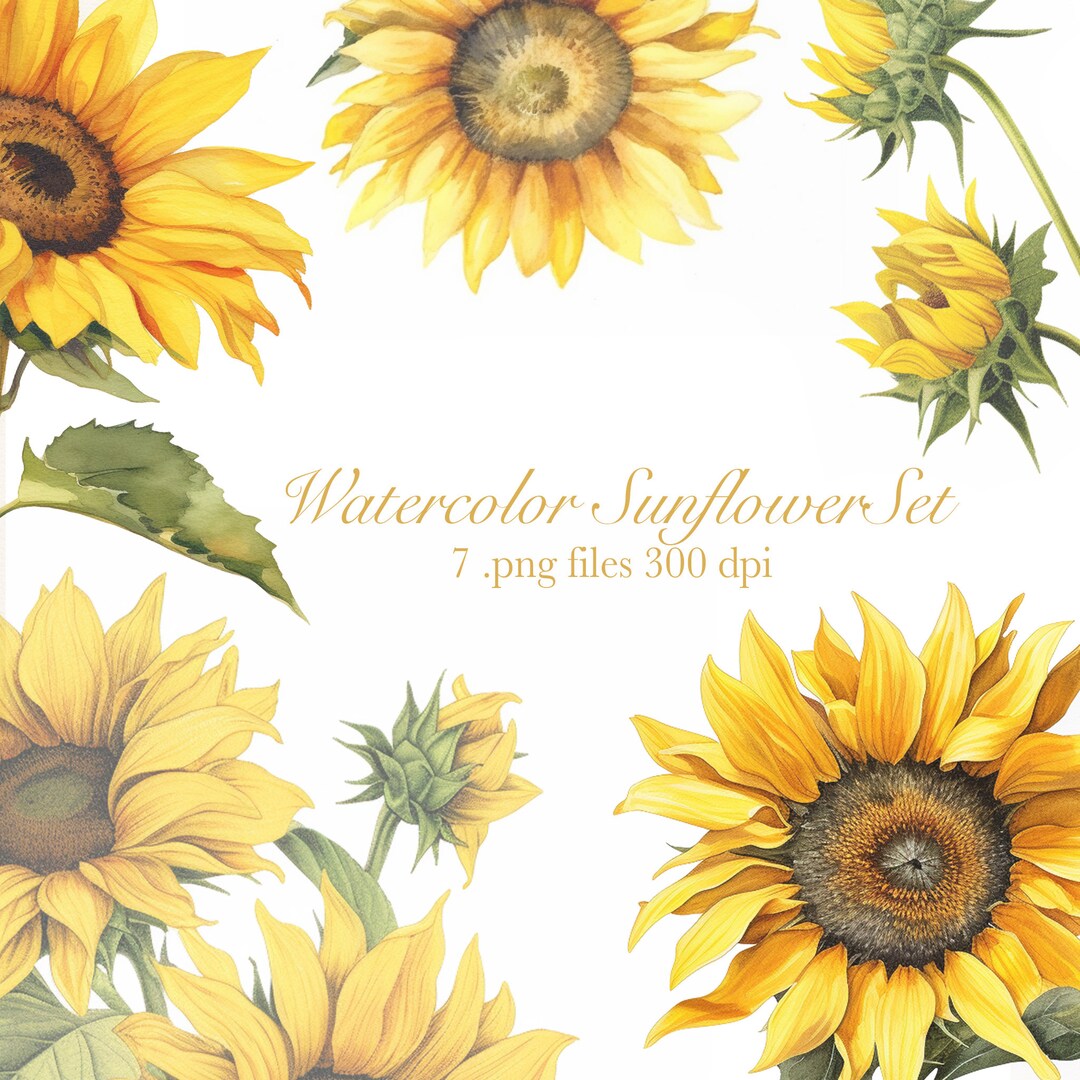 Watercolor Sunflower Clipart PNG Set (7) - Etsy