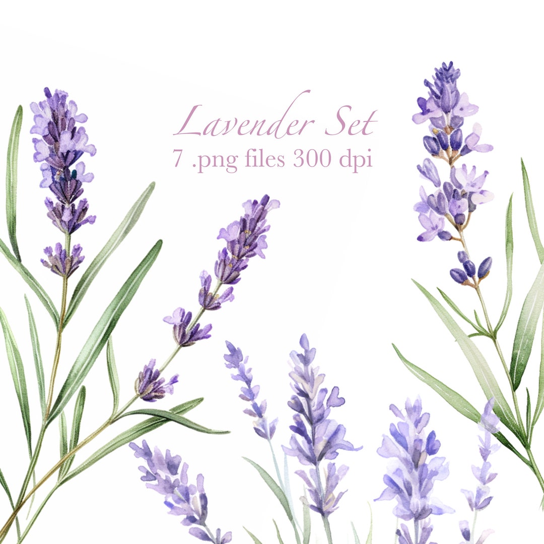 Watercolor Lavender Clipart PNG Set (7) - Etsy