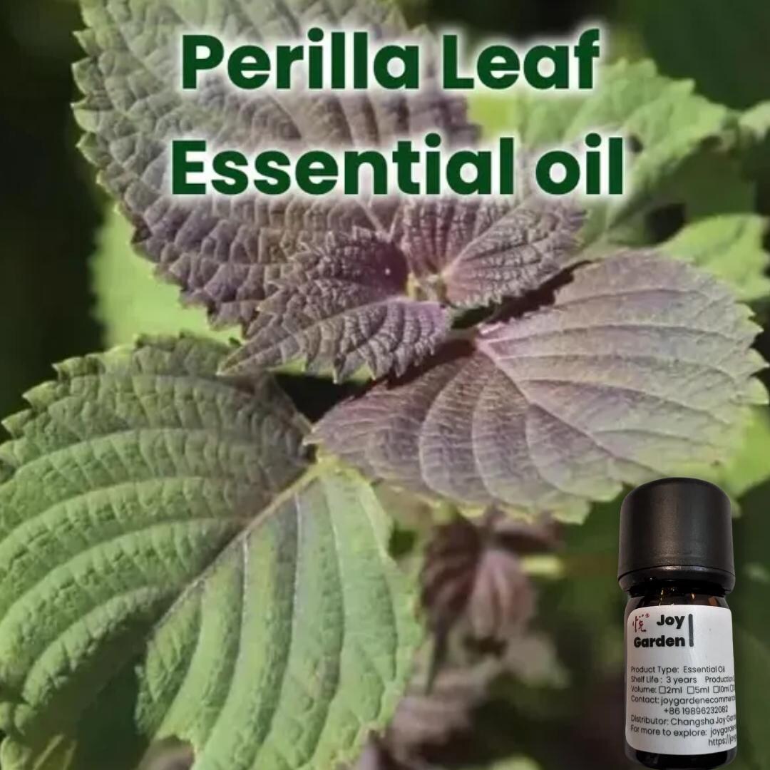 Joy Garden Perilla Leaf Essential Oil: Supercritical CO2 Extraction ...
