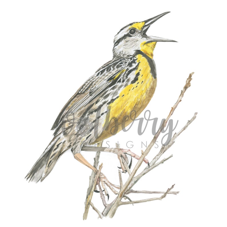 Meadowlark Watercolor - Digital Download - Etsy