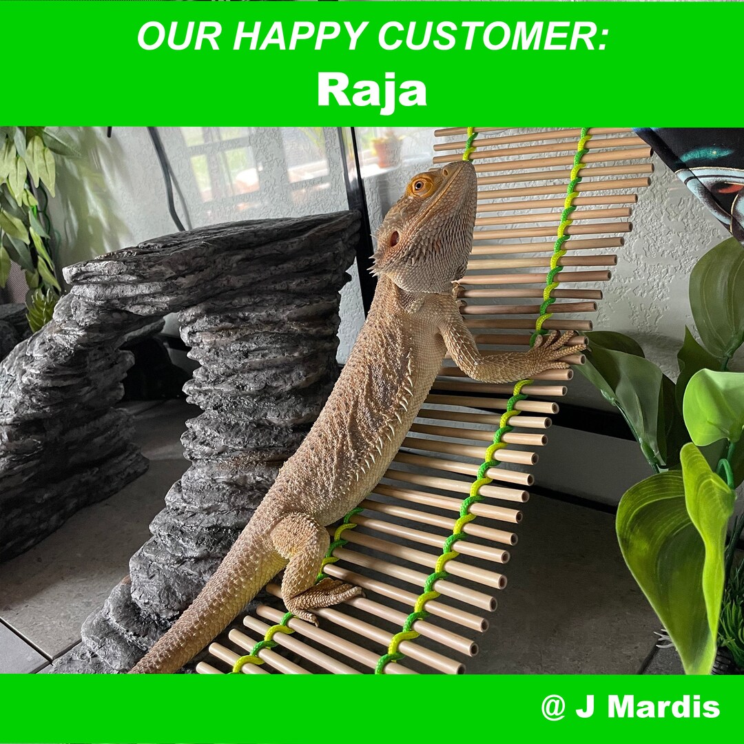 Lizard Lounger - Etsy