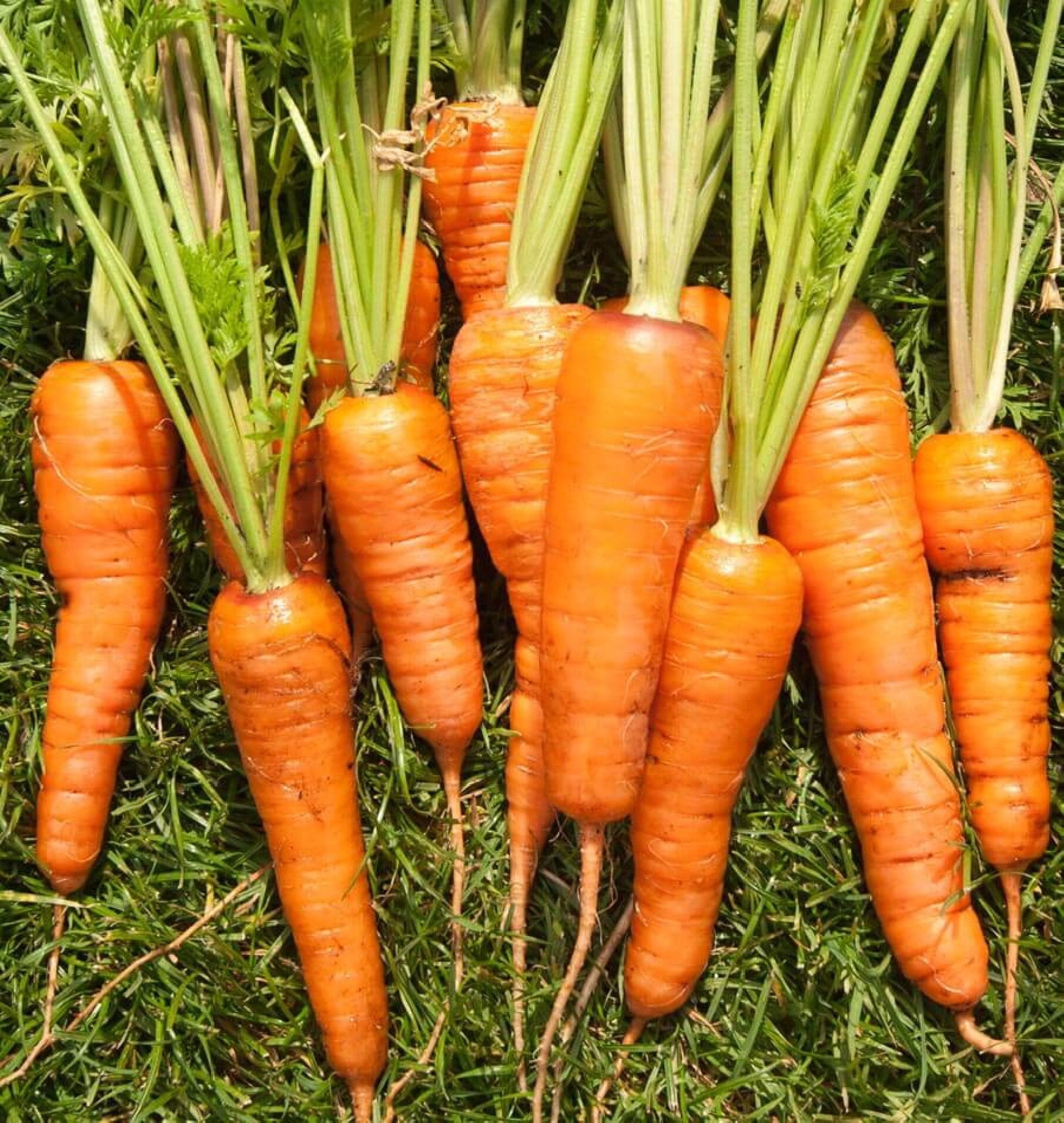 Huge Vegetable Seed Assortment/ Grow Your Own Garden | Etsy