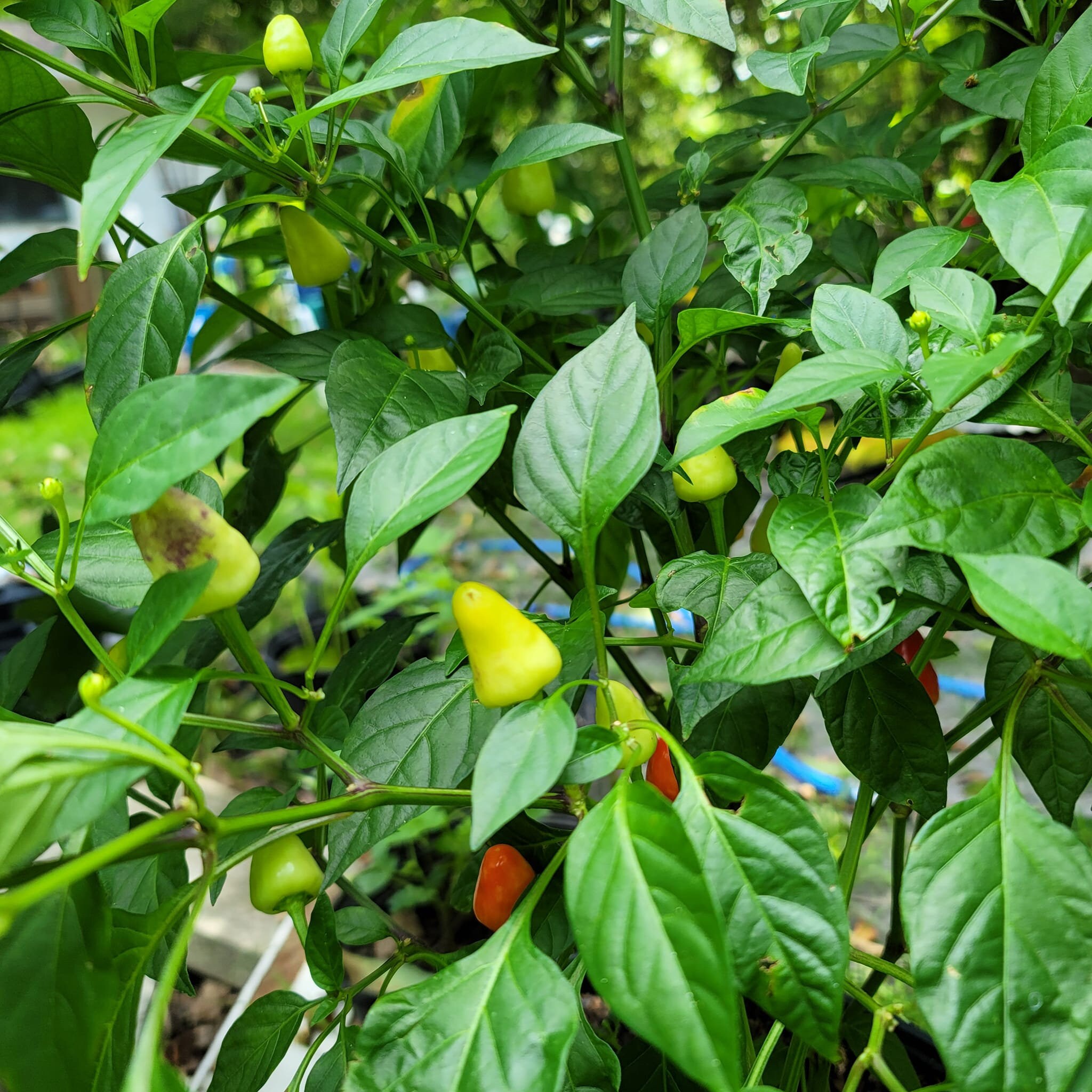 Firecracker Ornamental Pepper HOT - Etsy