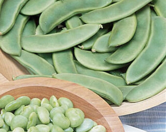 Fordhook Lima Beans #242 Seeds....nice Big Beans - Etsy