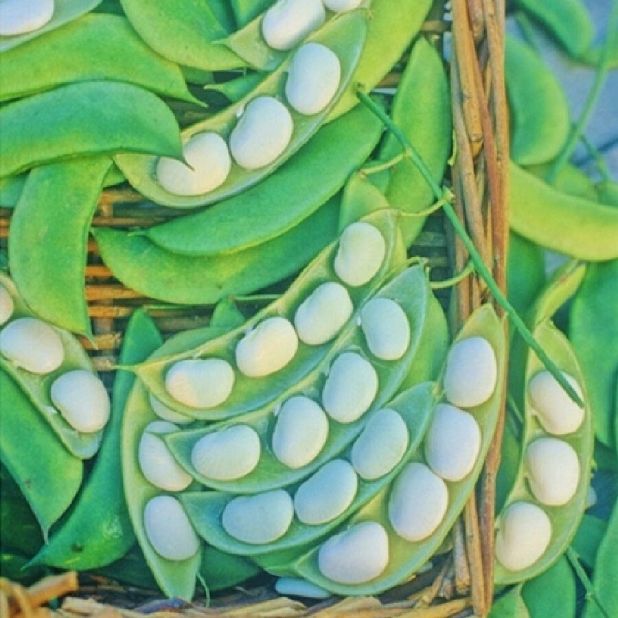 Fordhook Lima Beans #242 Seeds....nice Big Beans - Etsy