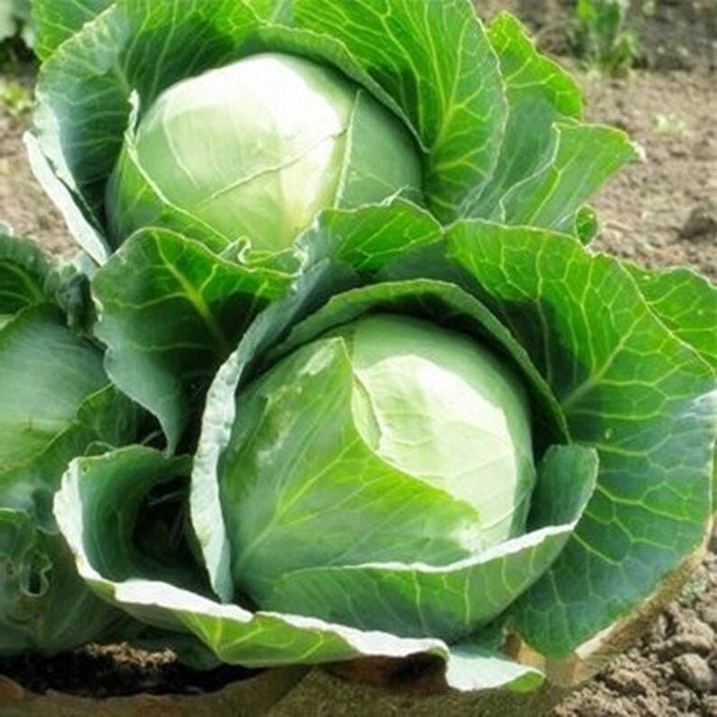 Cabbage Seeds - Golden Acre NON-MGO - Etsy
