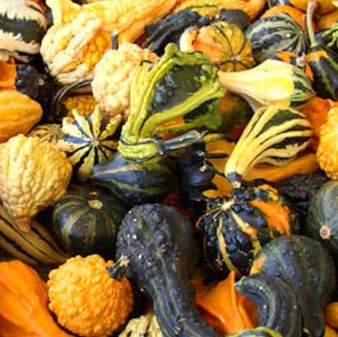 GOURDS SEEDS - LARGE Mix - Etsy