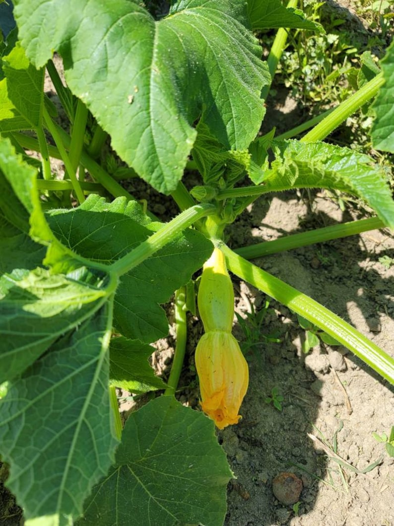 Courge jaune à col droit prolifique précoce - Etsy France