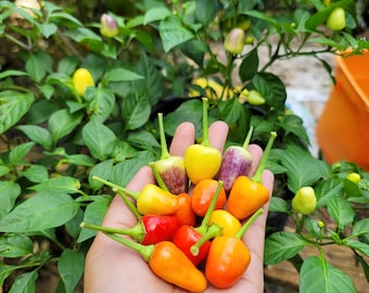 Florida Grove Pepper Seeds Super Hot Florida Firecracker Wild Grove ...