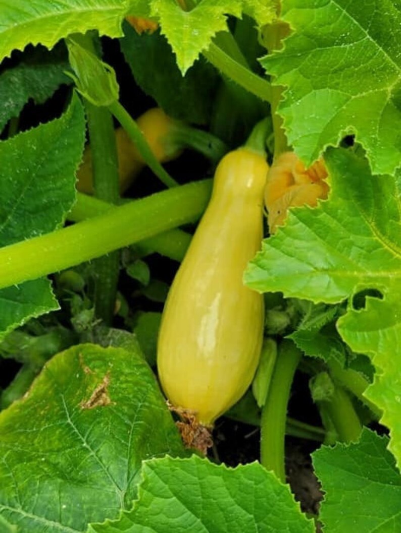 Courge jaune à col droit prolifique précoce - Etsy France