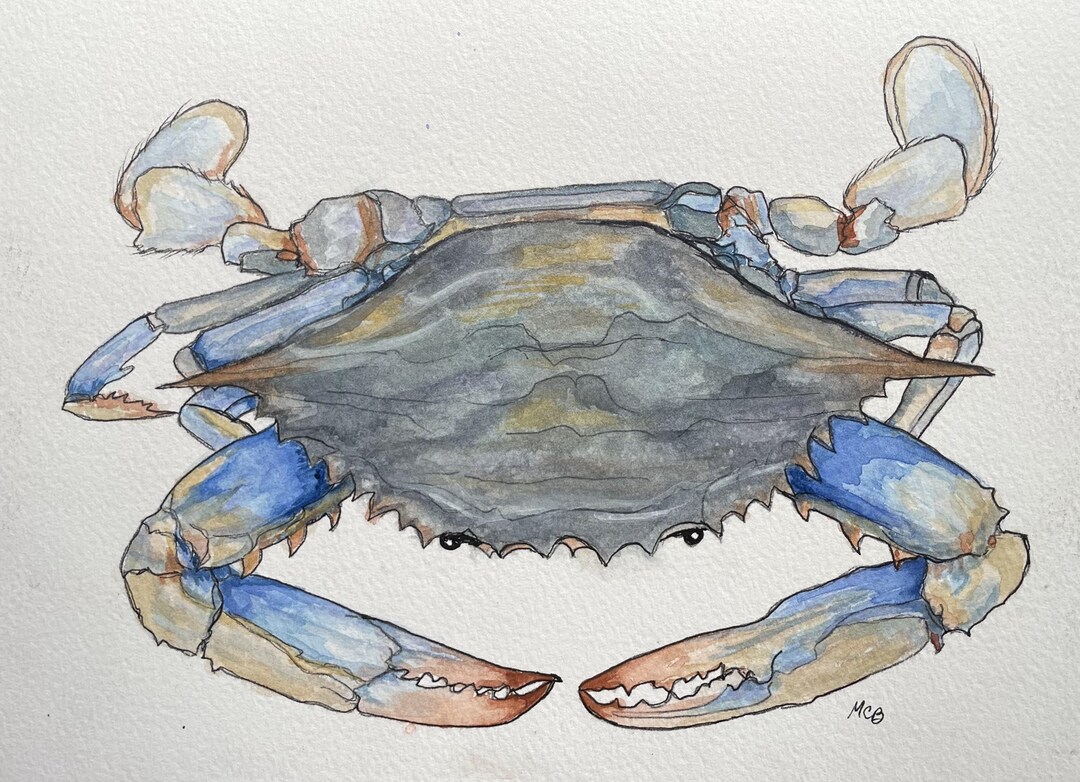 Sea Notes Sea Creatures, Nautical, Blank-inside Note Cards - Etsy