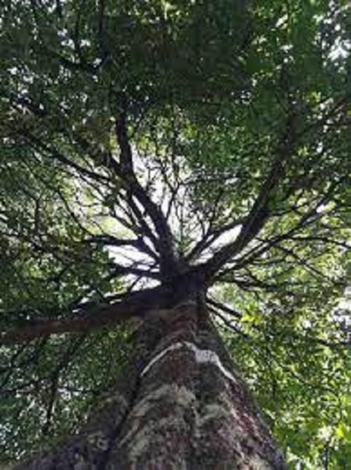 10 Ceylon Ebony Seeds Ebony Tree Seeds Ebenum Seeds | Etsy