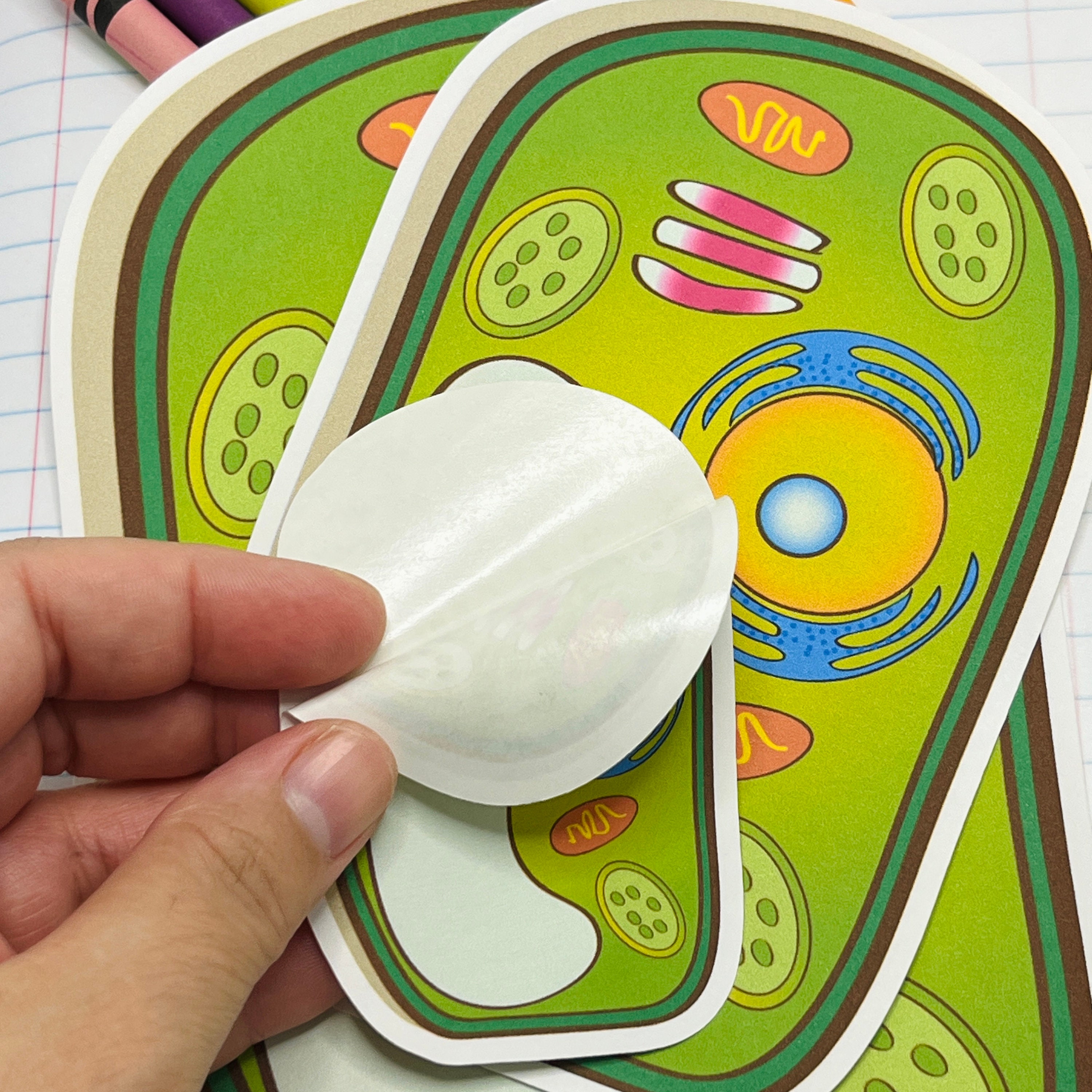 Plant Cell Stickers, Science Stickers, Biology Stickers, Homeschool ...