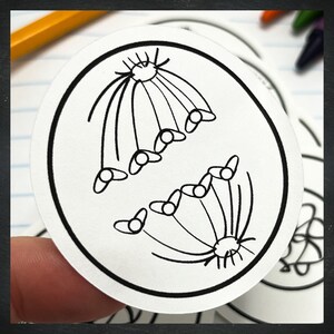 Black and White Cellular Mitosis Stickers - Science Stickers - Biology ...