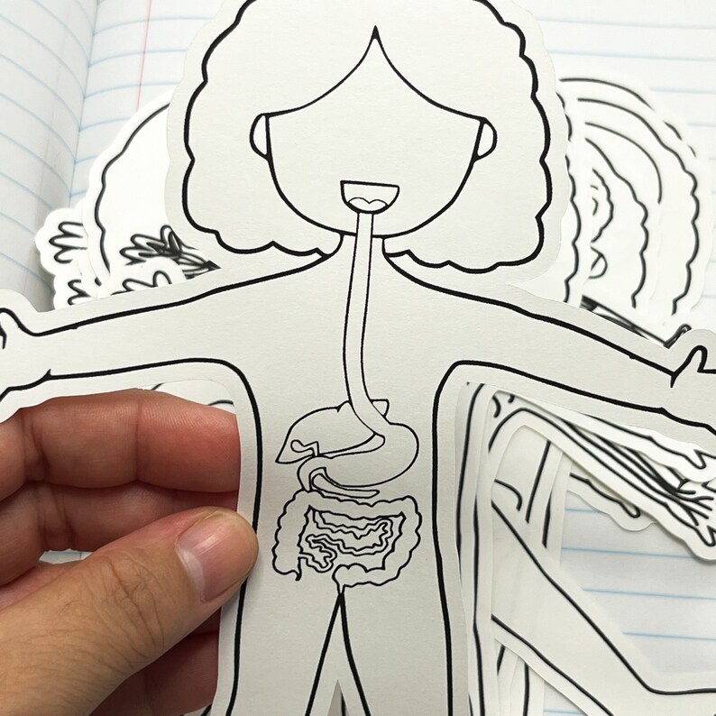 Black and White Coloring Anatomy Stickers, Body System Stickers ...