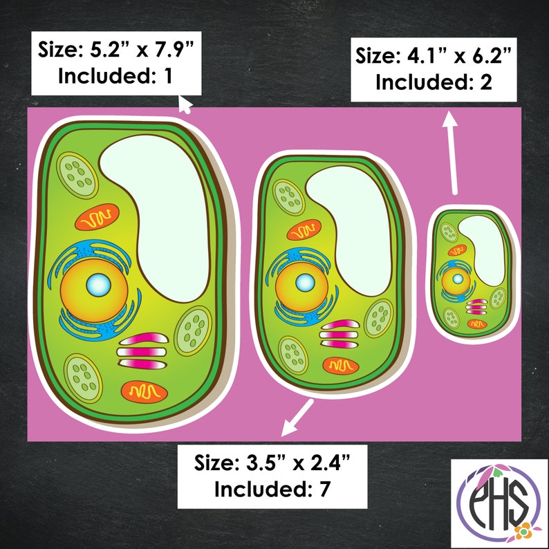 Plant Cell Stickers, Science Stickers, Biology Stickers, Homeschool ...