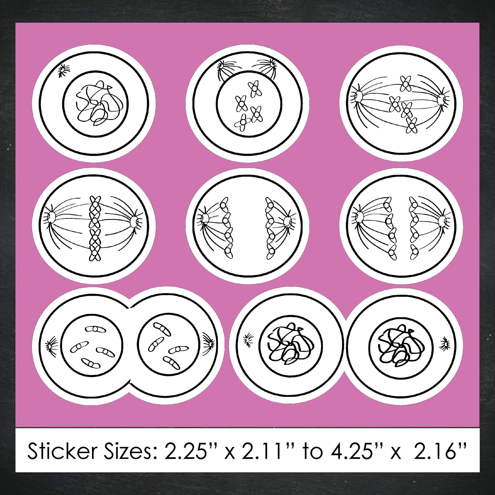 Black and White Cellular Mitosis Stickers Science Stickers - Etsy