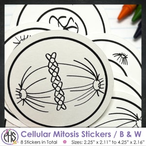 Black and White Cellular Mitosis Stickers - Science Stickers - Biology ...