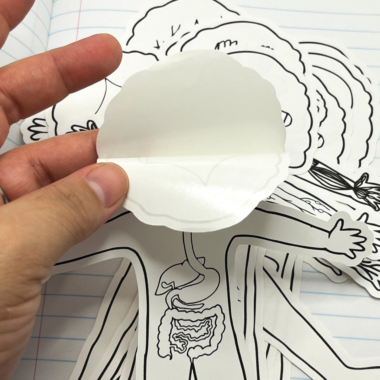 Black and White Coloring Anatomy Stickers, Body System Stickers ...