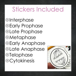 Black and White Cellular Mitosis Stickers - Science Stickers - Biology ...