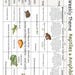 Reptiles and Amphibians Preschool Lesson Plan | 5-day Thematic Unit - Etsy