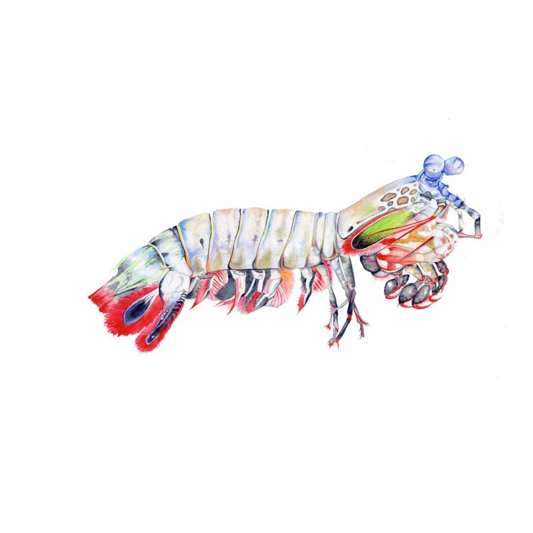 Peacock Shrimp Wall Art, Shrimp Art, Ocean Art, Nautical Painting, Fish ...