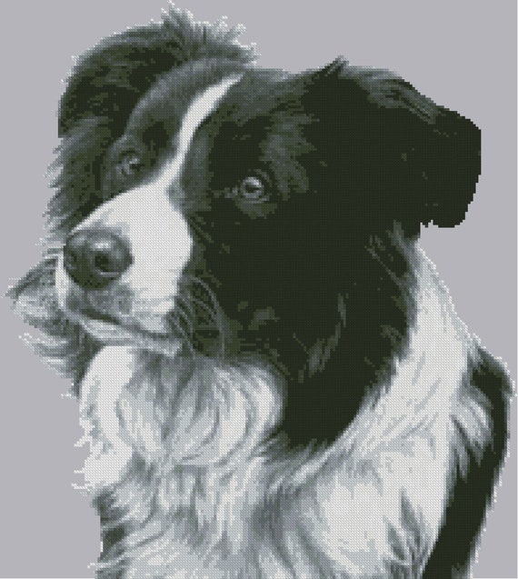 Border Collie Cross Stitch Chart/pattern/design/xstitch - Etsy